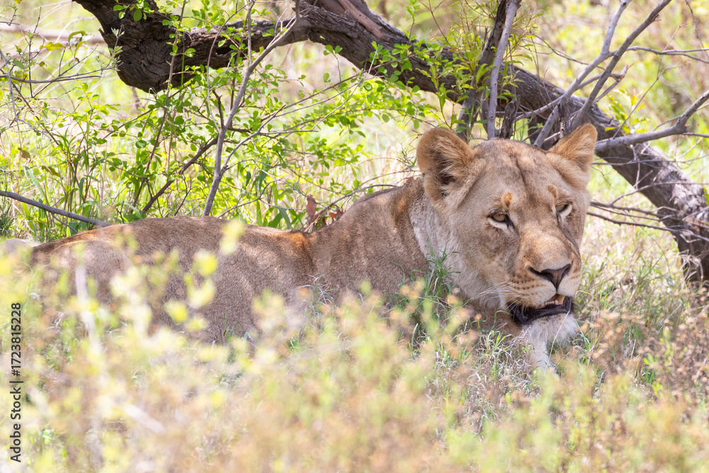 Kalahari Lioness (Panthera leo), lion, camouflaged in wooded savannah ...