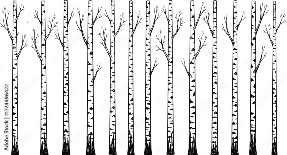 Birch tree illustration, black and white vector, bark pattern art ...