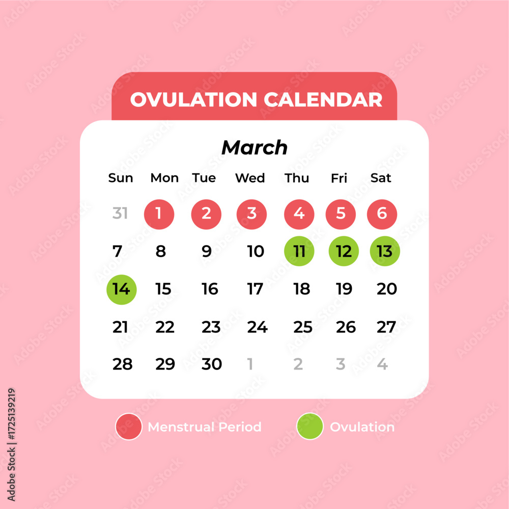 Ovulation calendar showing menstrual cycle and fertile window for women ...