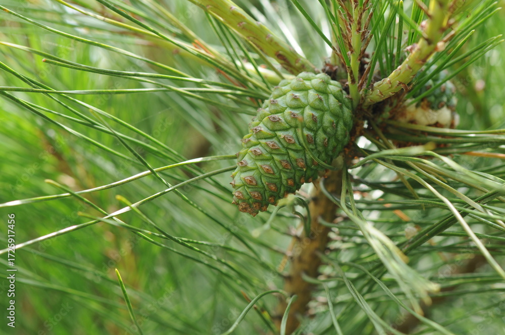 Pinus densiflora, the Korean red pine, is a native evergreen conifer of ...