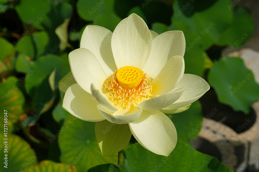 Nelumbo nucifera also known as lotus is one of two extant species of ...