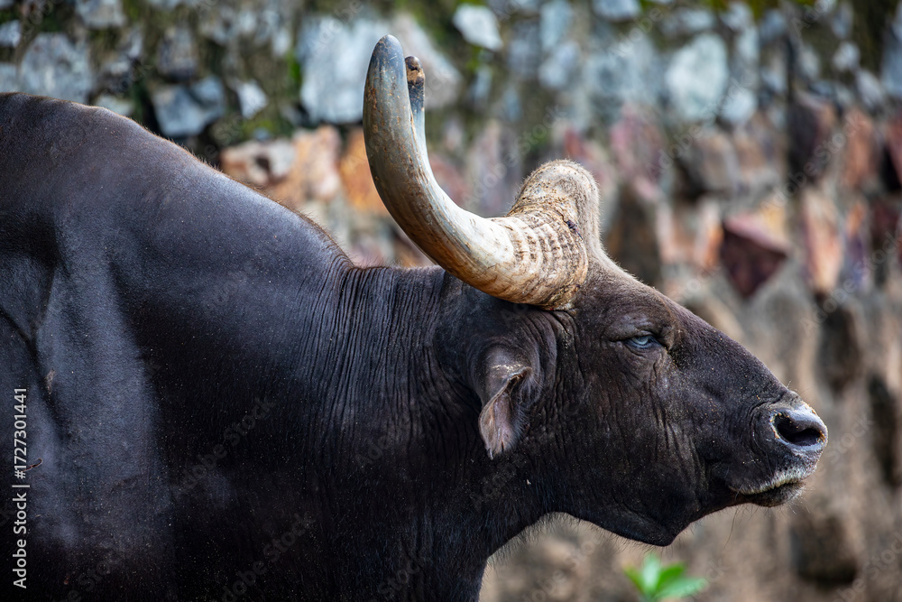 The gaur ( Bos gaurus), also called the Indian bison, is the largest ...