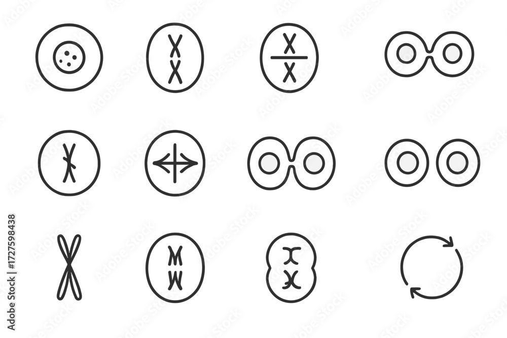 Icon cells plate vector telophase phases prophase division icons ...