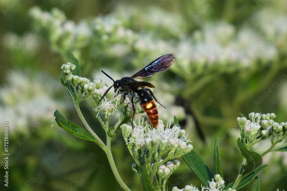 Scolia dubia, also known as the two-spotted scoliid wasp or a blue ...