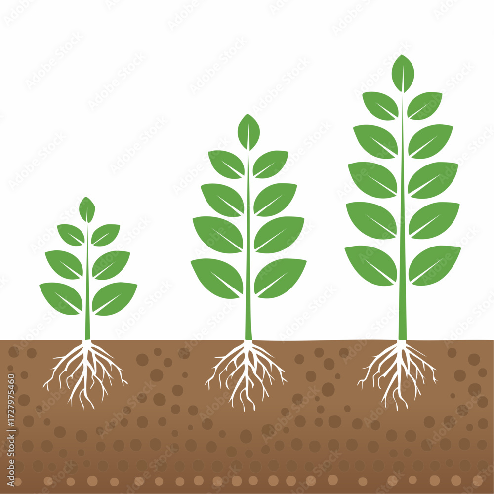 Conceptual illustration showing the different stages of plant growth ...