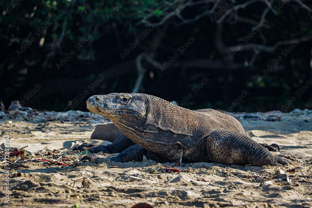 Komodo dragon, Earth’s largest lizard, thrives in Komodo National Park ...