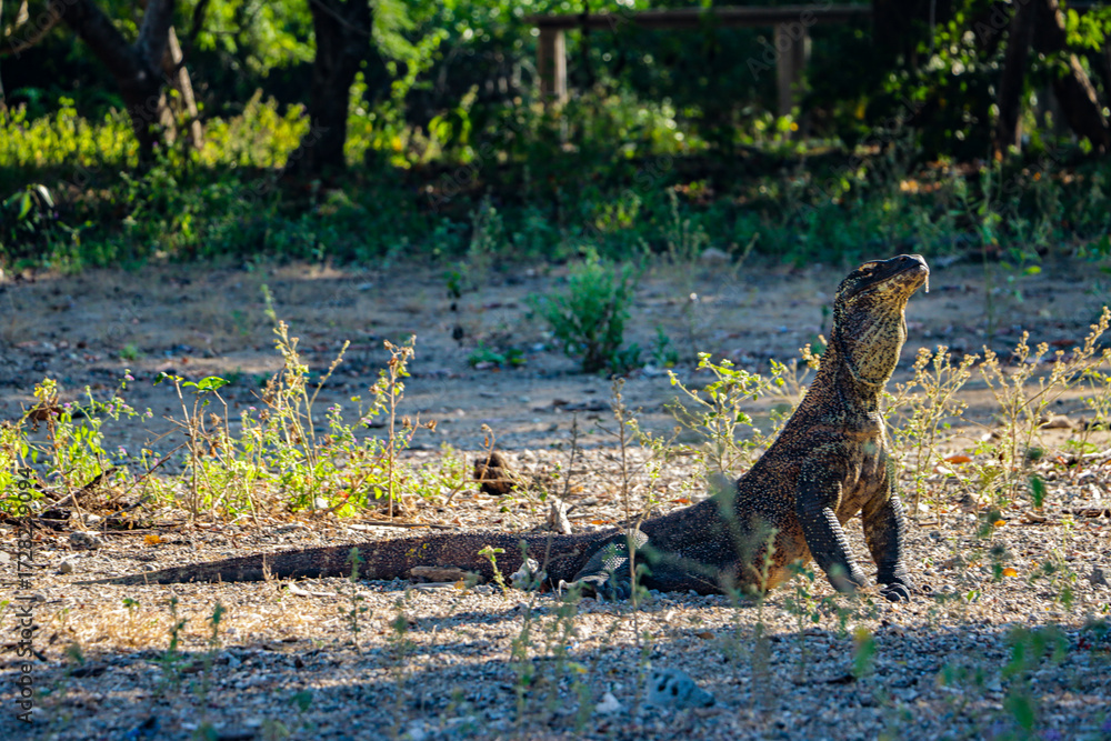 Komodo dragon, Earth’s largest lizard, thrives in Komodo National Park ...
