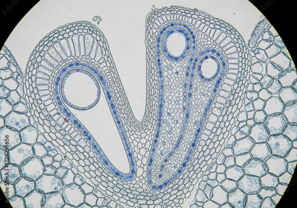 Hyper detailed magnified cross section of fern leaf vascular bundle ...