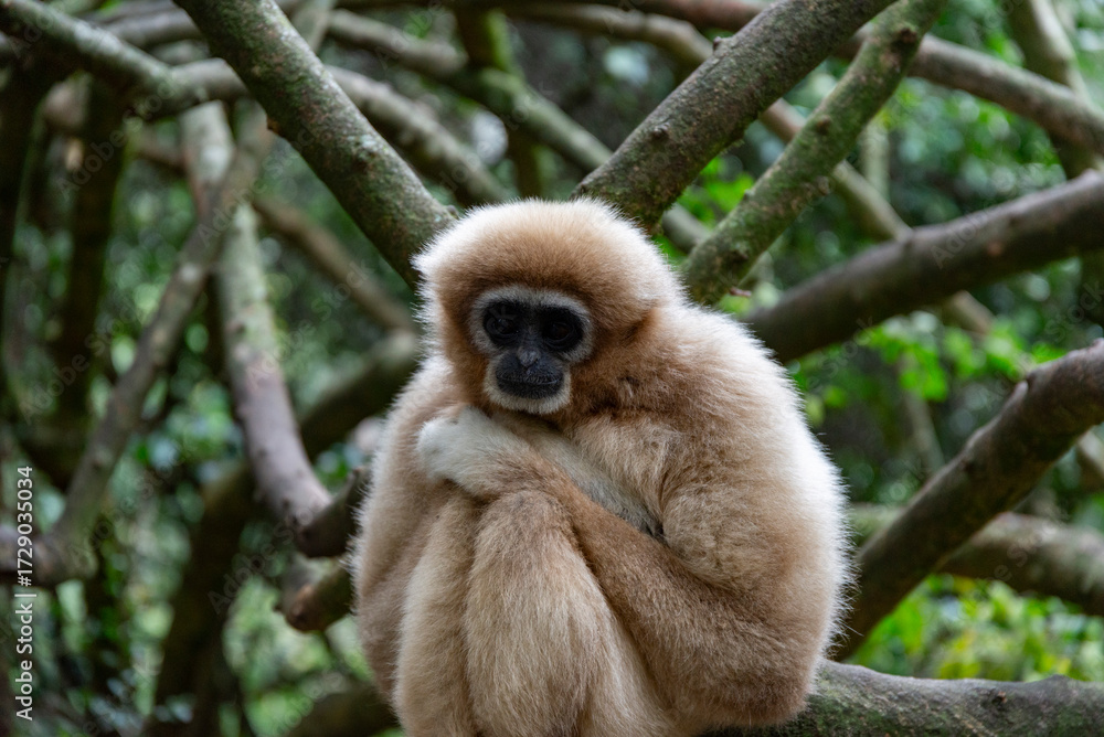 Gibbon in tree in South African national park Stock Photo | Adobe Stock