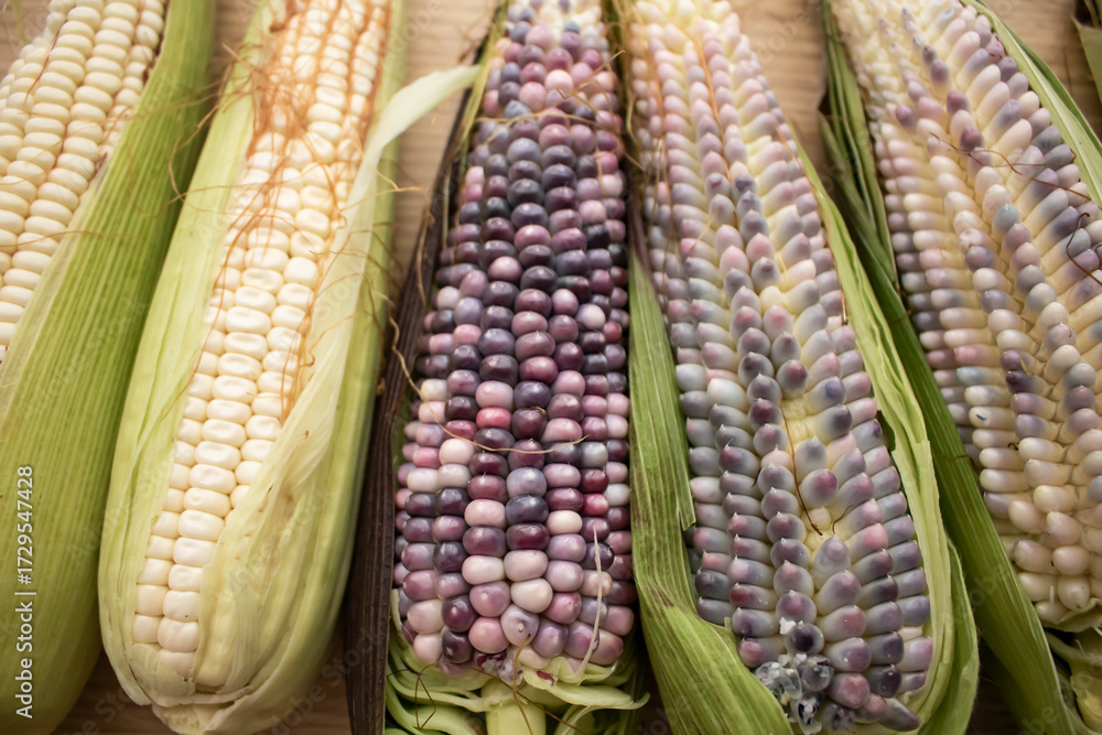 Foto de Stock the husks are peeled off a purple corn, revealing its ...