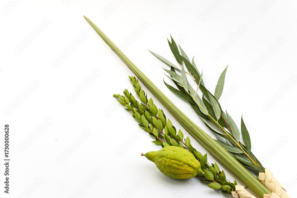 Jewish Sukkot Symbols. Traditional Sukkot symbols, including etrog and ...
