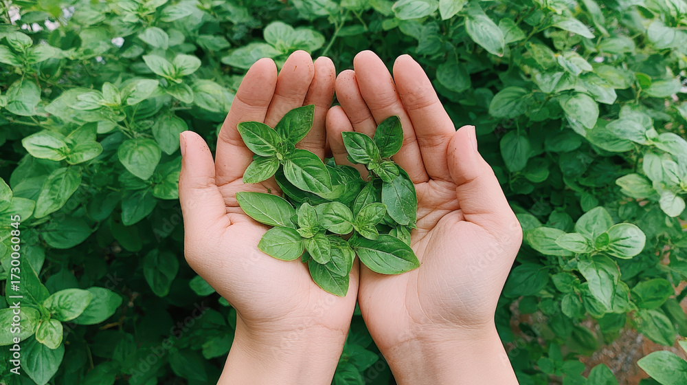 Fresh green basil leaves held gently in cupped hands with background of ...