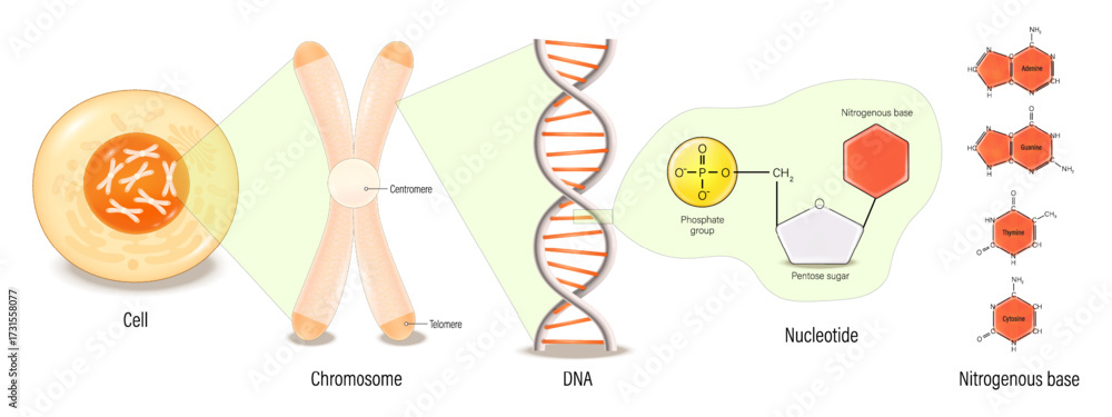 Cell, Chromosome, DNA(Deoxyribonucleic Acid), Nucleotide and ...
