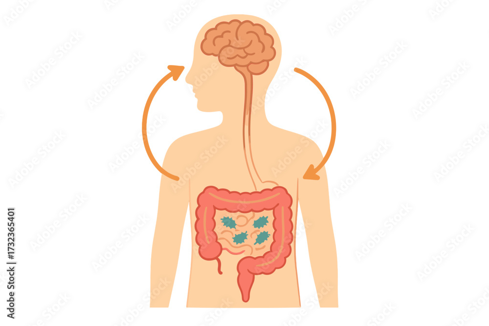 Stock-Vektorgrafik „Gut-brain axis and microbiome vector concept. Human ...