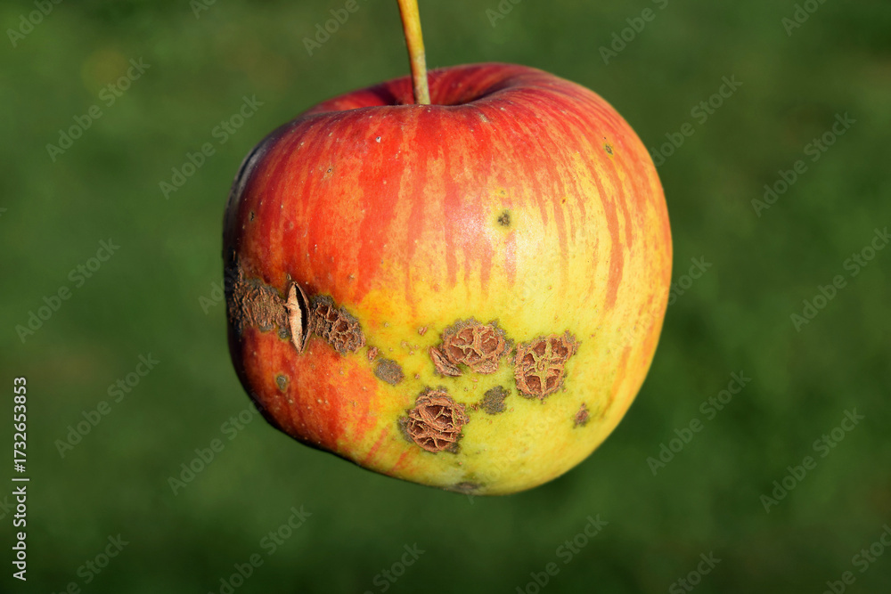 Spots on apple skin. Symptoms of fungal disease apple scab caused by ...