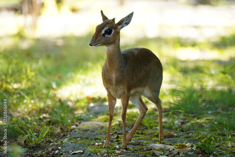 Small female Kirk's dik-dik antelope madoqua kirkii standing in natural ...
