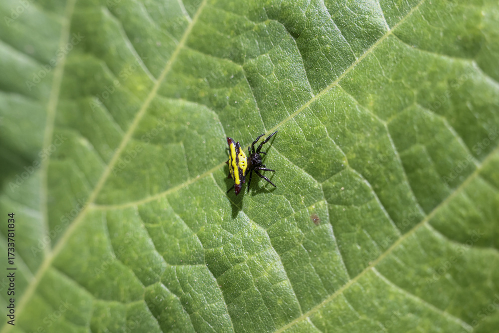 Tiny jumping spider perched on vibrant green leaf, its metallic ...