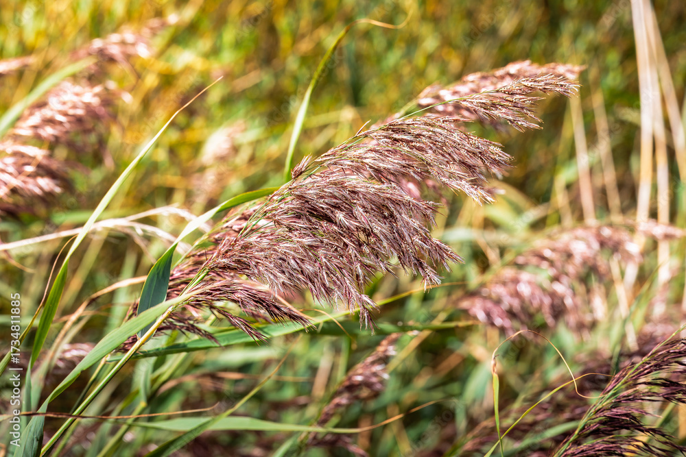 Background of colorful field grasses. including Phragmites australis ...