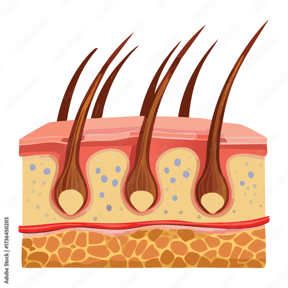 Detailed Anatomy of Skin Layers and Hair Follicle Structure, Including ...