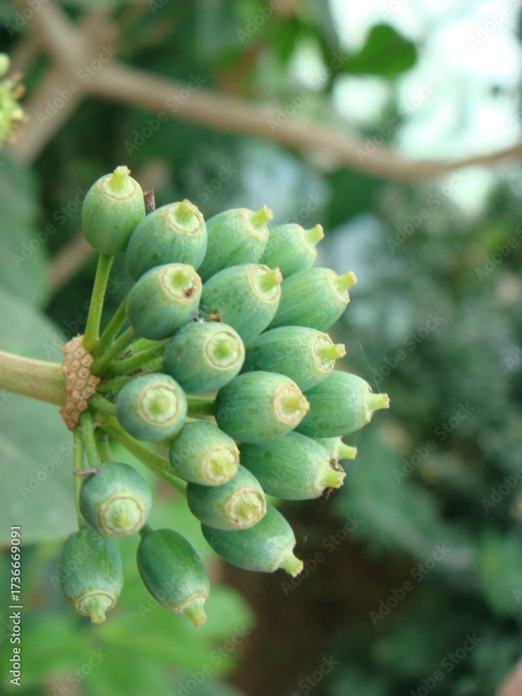 Cinnamomum cassia, Gyepinamu, an evergreen tree native to South China ...