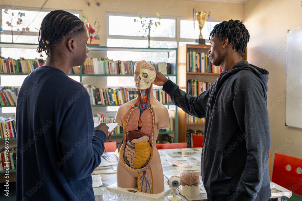 Students studying human anatomy, exploring internal organs on a model ...