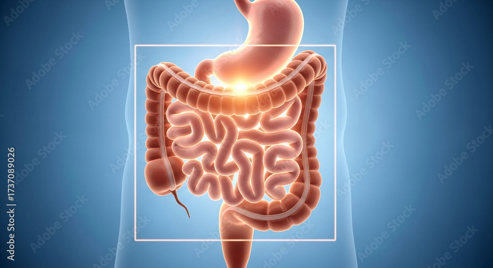 Realistic 3D rendered medical diagram of the stomach and intestines ...