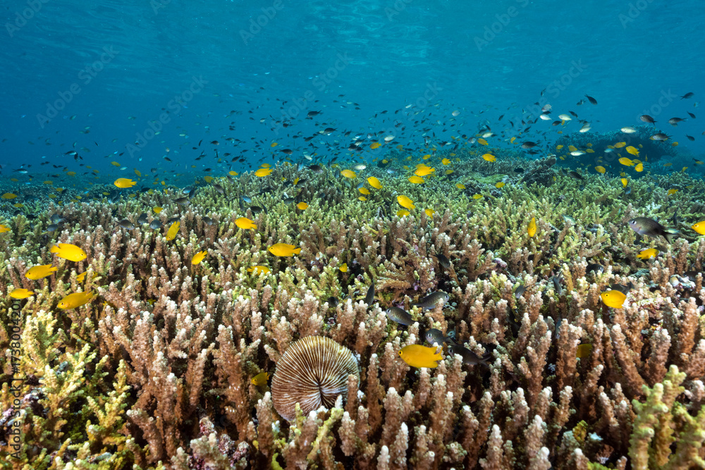 Reef scenic with pristine stony corals, and lemon damsels, Pomacentrus ...