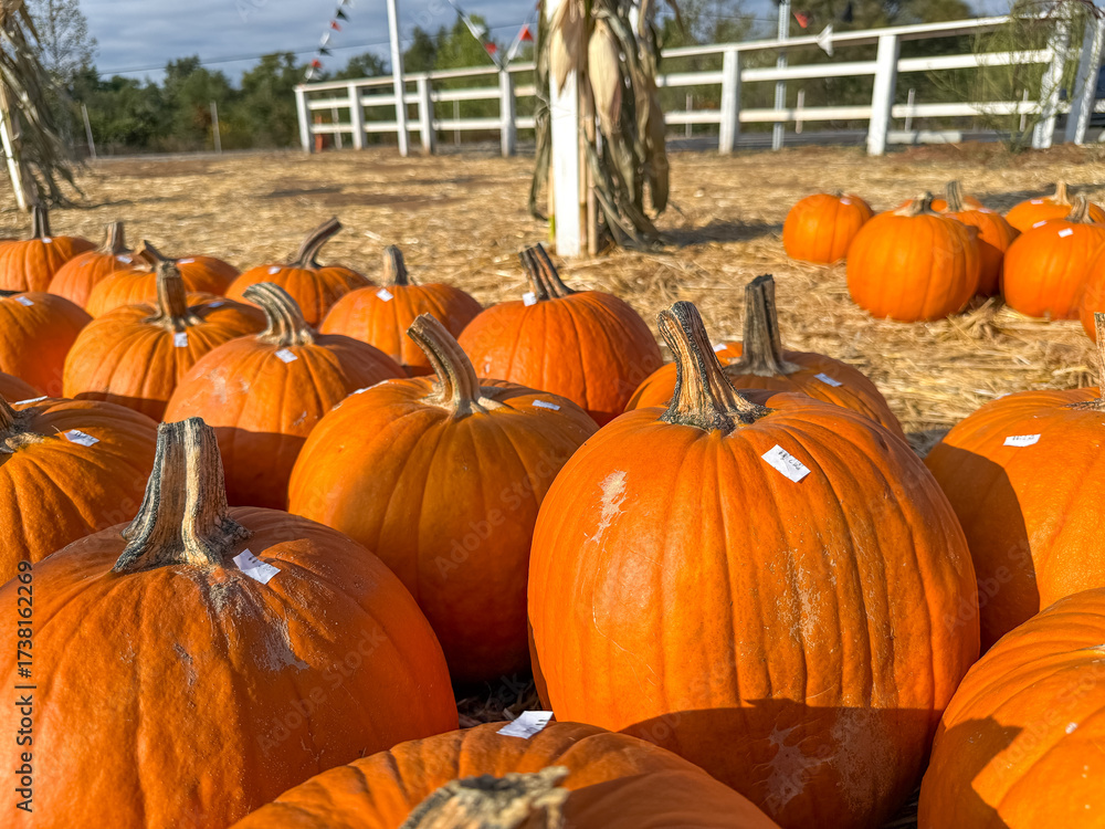 Large piles scattering of small pumpkins and gourds at a pumpkin patch ...