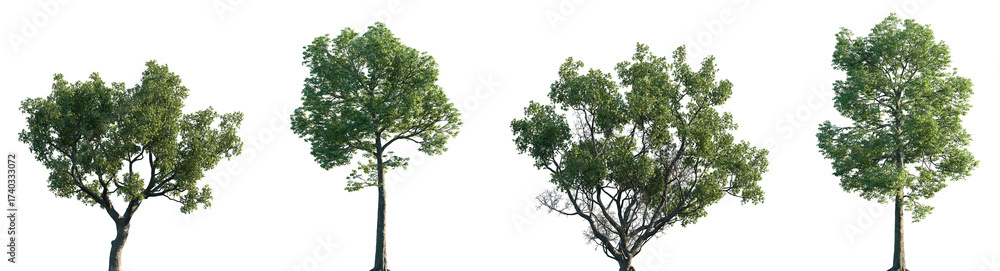 Set of Quercus faginea and Quercus michauxii isolated png in sunny ...