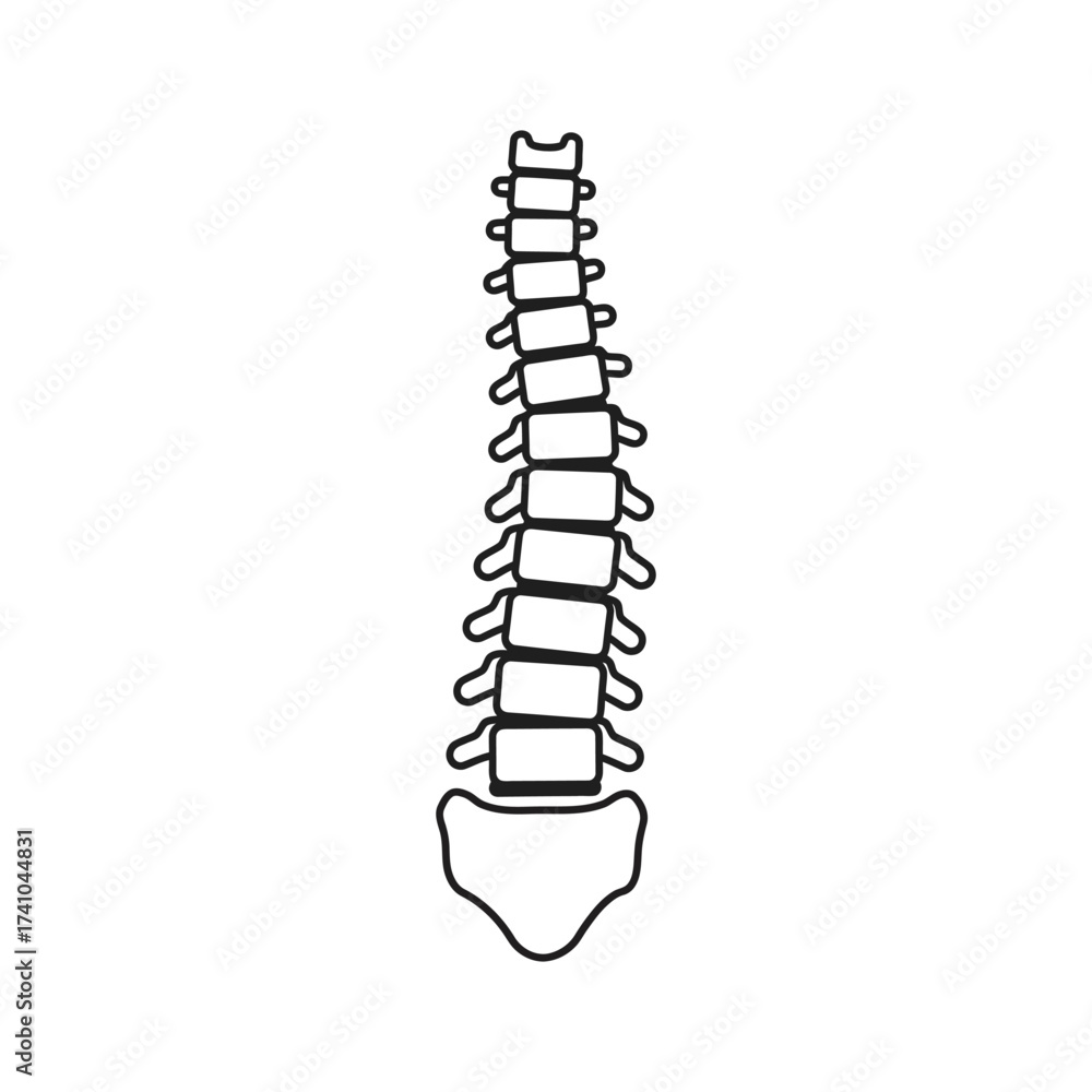 Simple illustration of a human spine with vertebrae and sacrum detail ...