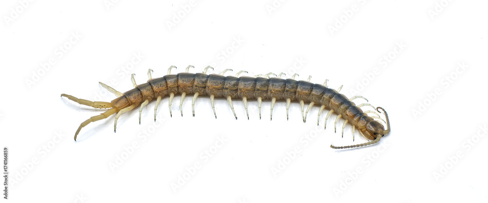 Florida Blue centipede - Scolopendra viridis - are venomous and can ...