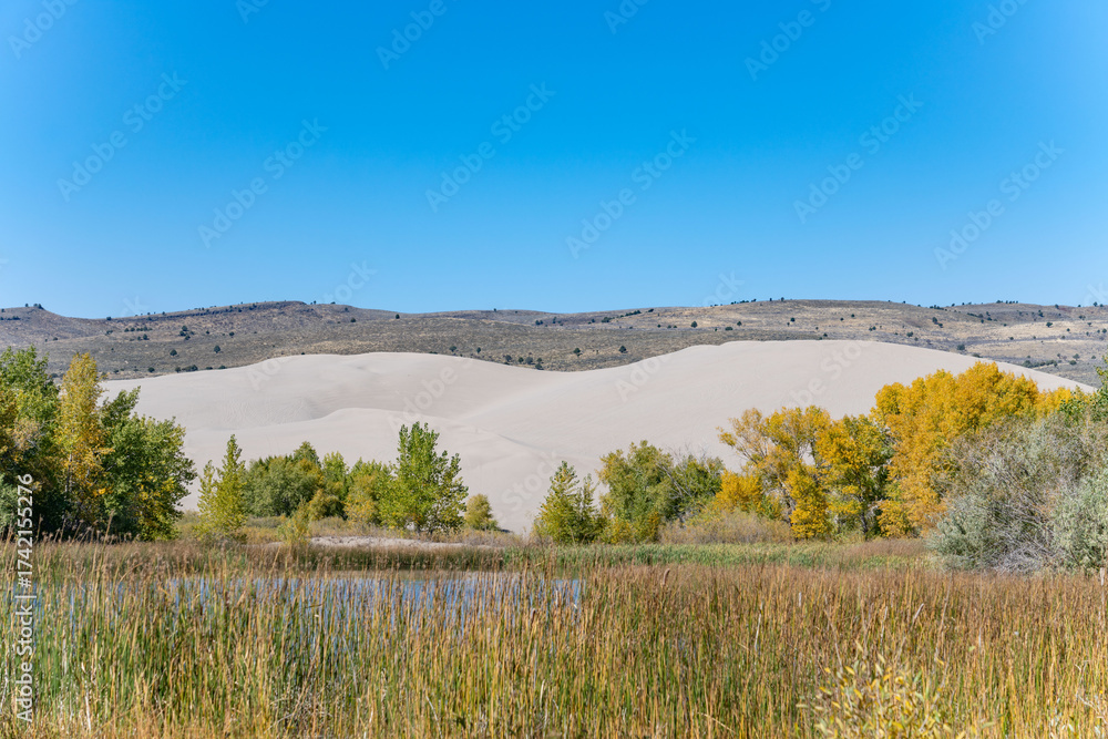 Populus, family Salicaceae, poplar, aspen, and cottonwood. St Anthony ...