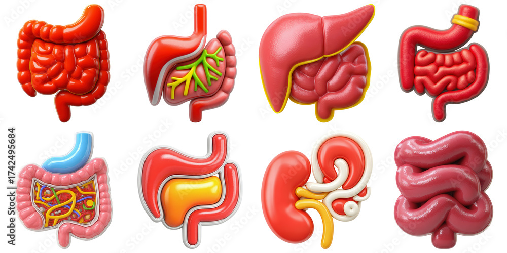 3d of large intestine stomach liver small intestine digestive system ...