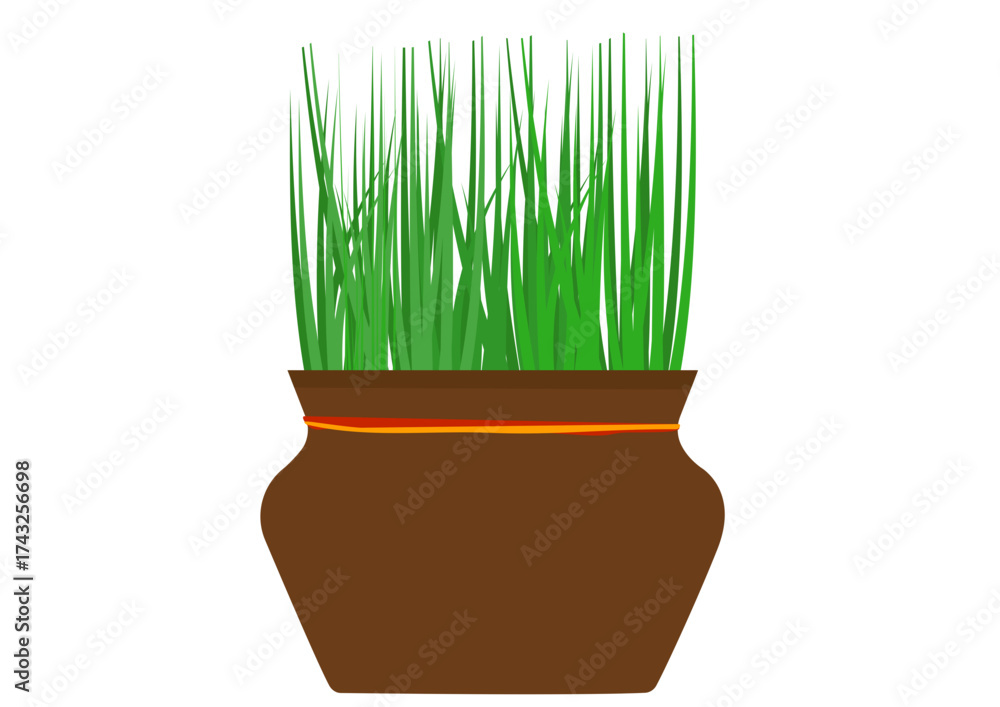 Traditional indian wheatgrass grown in clay pots for Chaitra Navratri ...