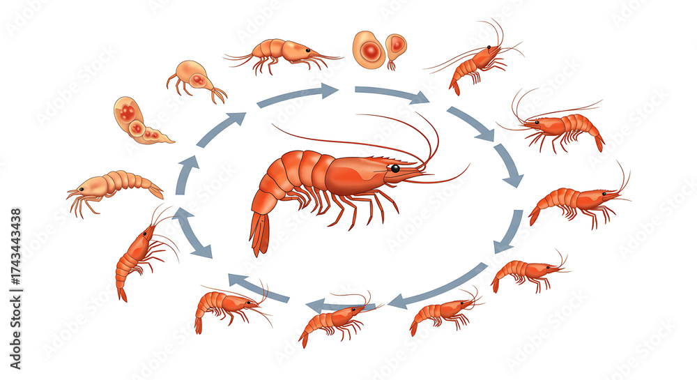 Shrimp Life Cycle Diagram Showing Growth Stages Stock Photo | Adobe Stock