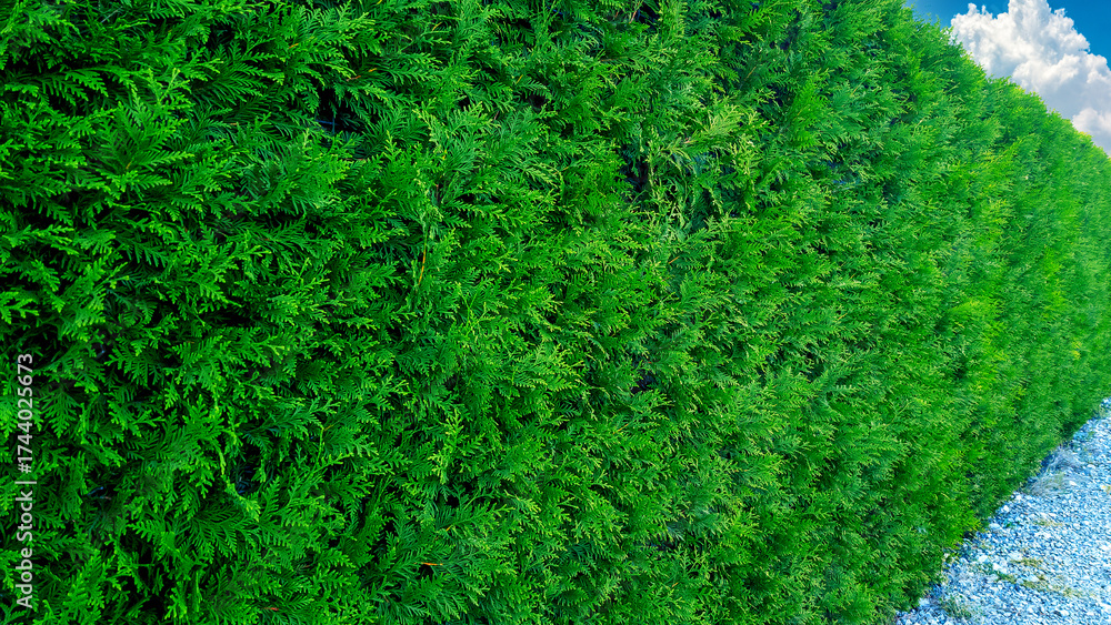 Design of green coniferous cedar thuja. Hedge between plots. Natural ...