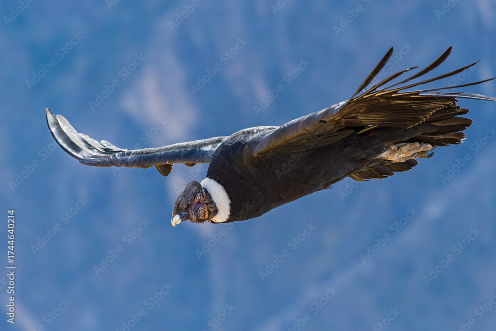 Andean Condor (Vultur gryphus) at Peru's Colca Canyon, an adult male ...