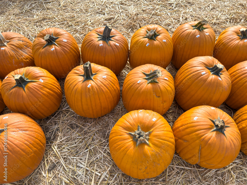 Large piles scattering of small pumpkins and gourds at a pumpkin patch ...