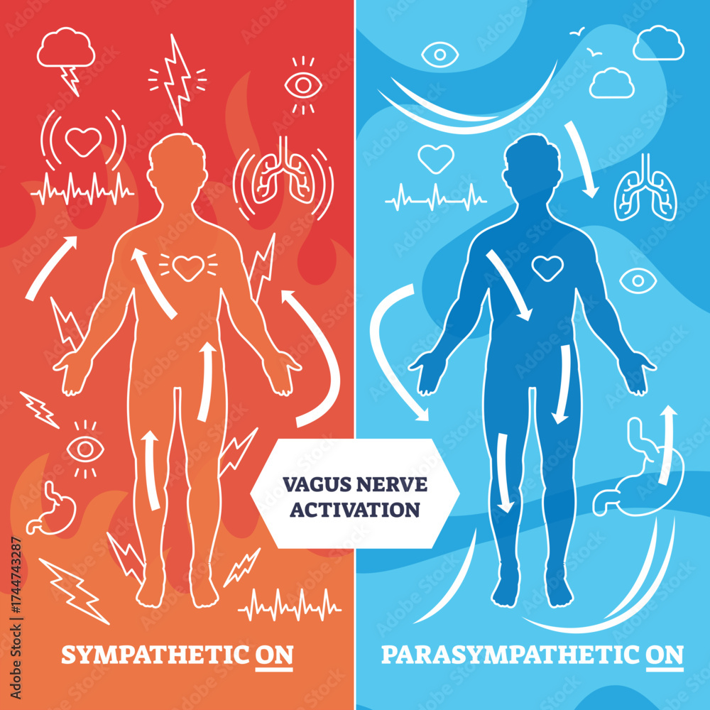 Vagus nerve activation diagram shows human outline, heart, and arrows ...