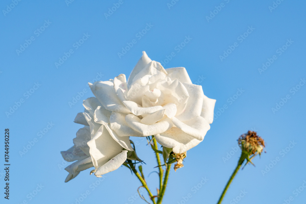 A rose is either a woody perennial flowering plant of the genus Rosa in ...
