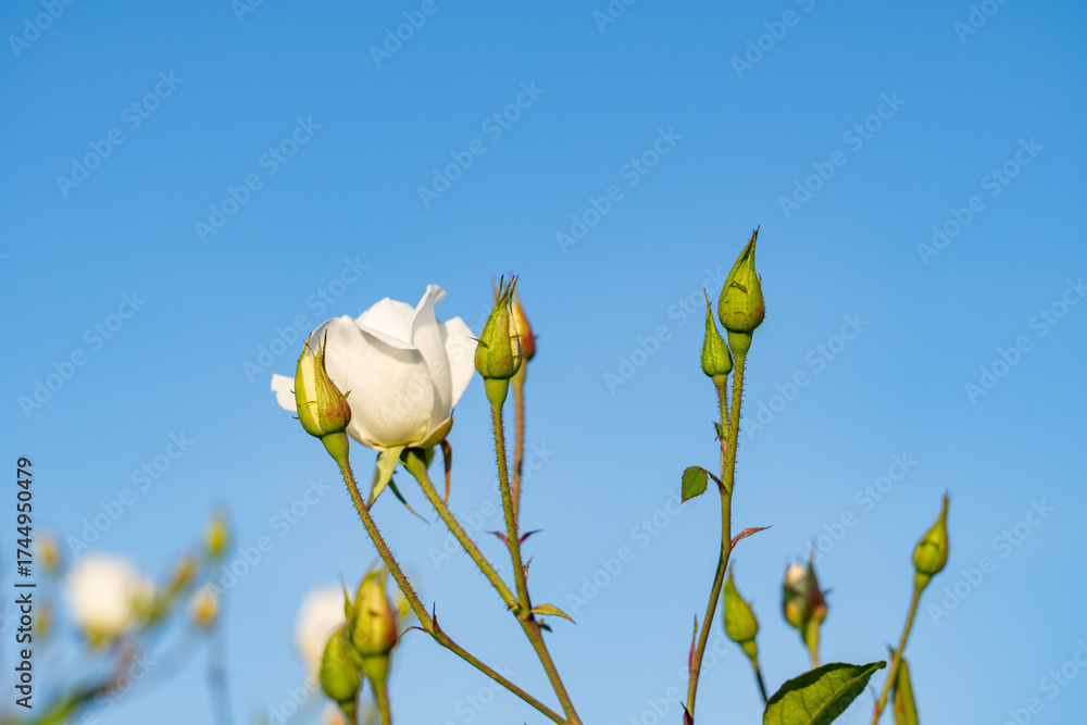A rose is either a woody perennial flowering plant of the genus Rosa in ...