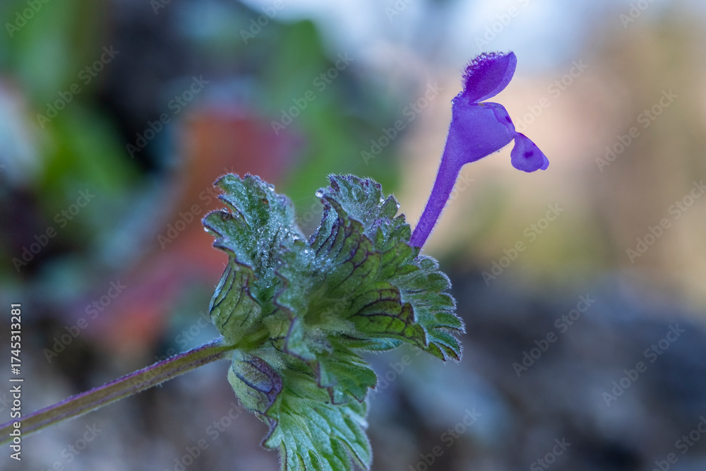 Close up of small pink flower of Lamium amplexicaule, commonly known as ...