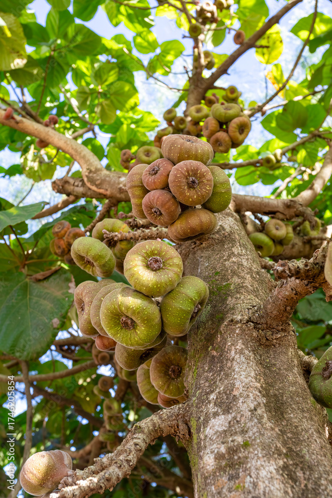 Ficus auriculata, species of flowering plant in the family Moraceae ...