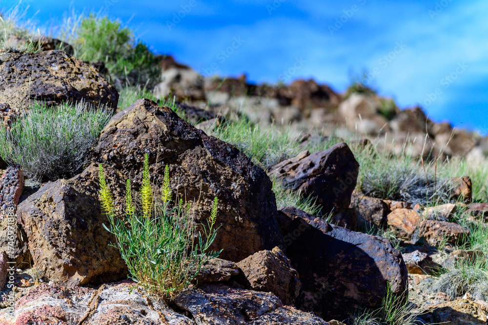 Foto de Stock Desert plants grow and flourish in crevices among rocks ...