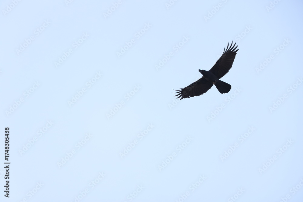 Foto de Stock The large-billed crow (Corvus macrorhynchos japonensis ...