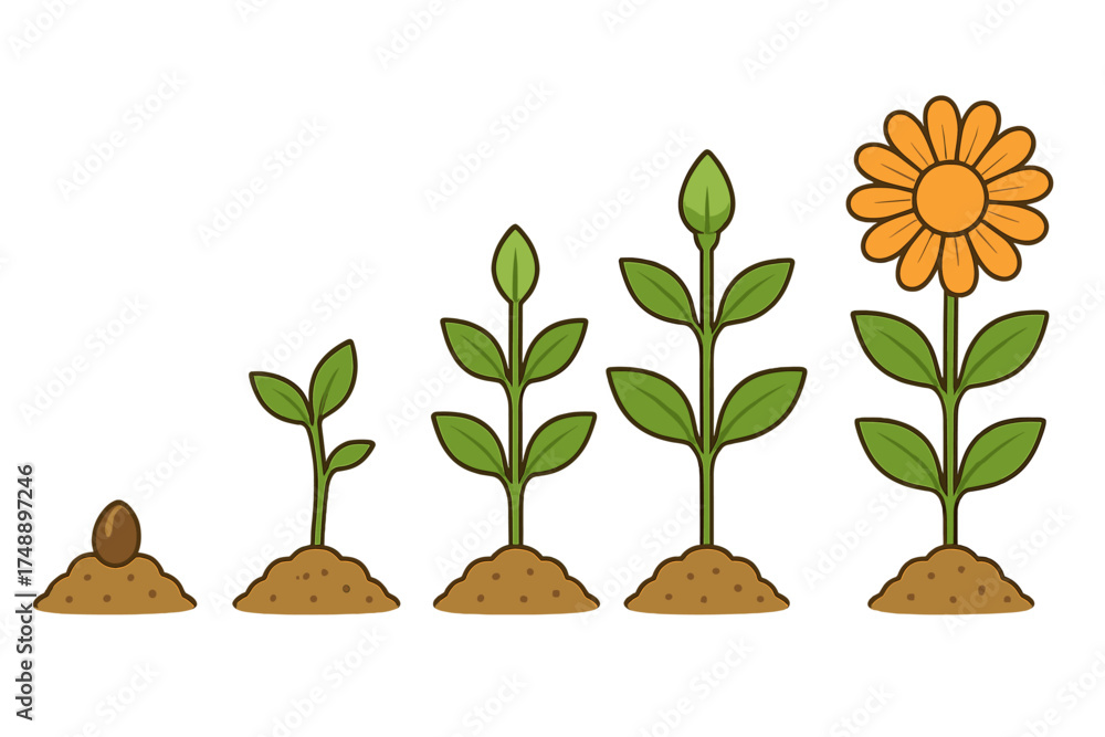 Plant growth stages from seed to flower bloom. Life cycle infographic ...