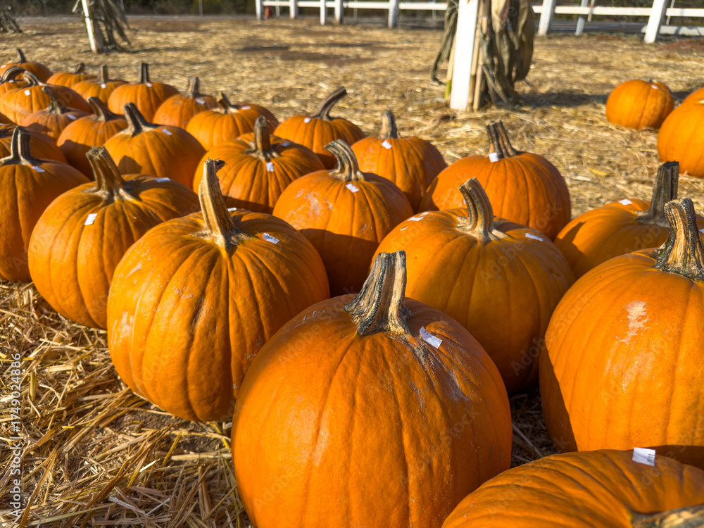 Large piles scattering of small pumpkins and gourds at a pumpkin patch ...