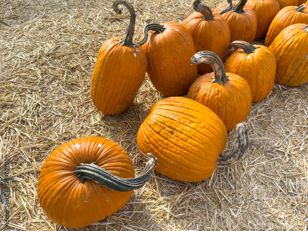 Large piles scattering of small pumpkins and gourds at a pumpkin patch ...