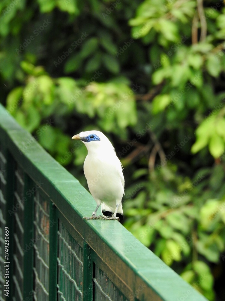 Bali myna, also known as the Bali starling (Leucopsar rothschildi). It ...