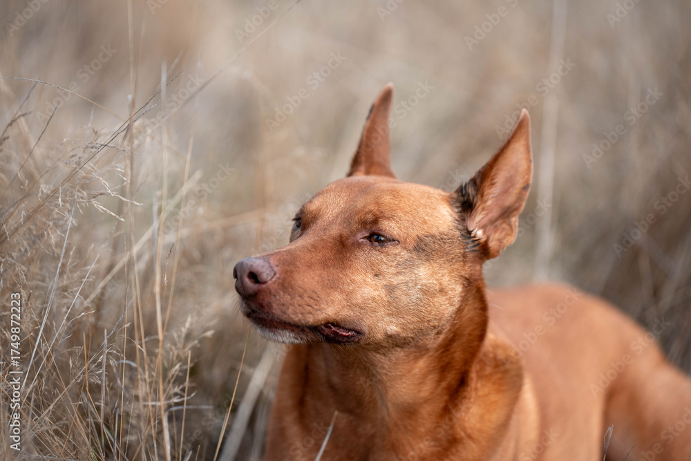Australian Farm Dogs: Working Through Drought, Navigating Summer Heat ...